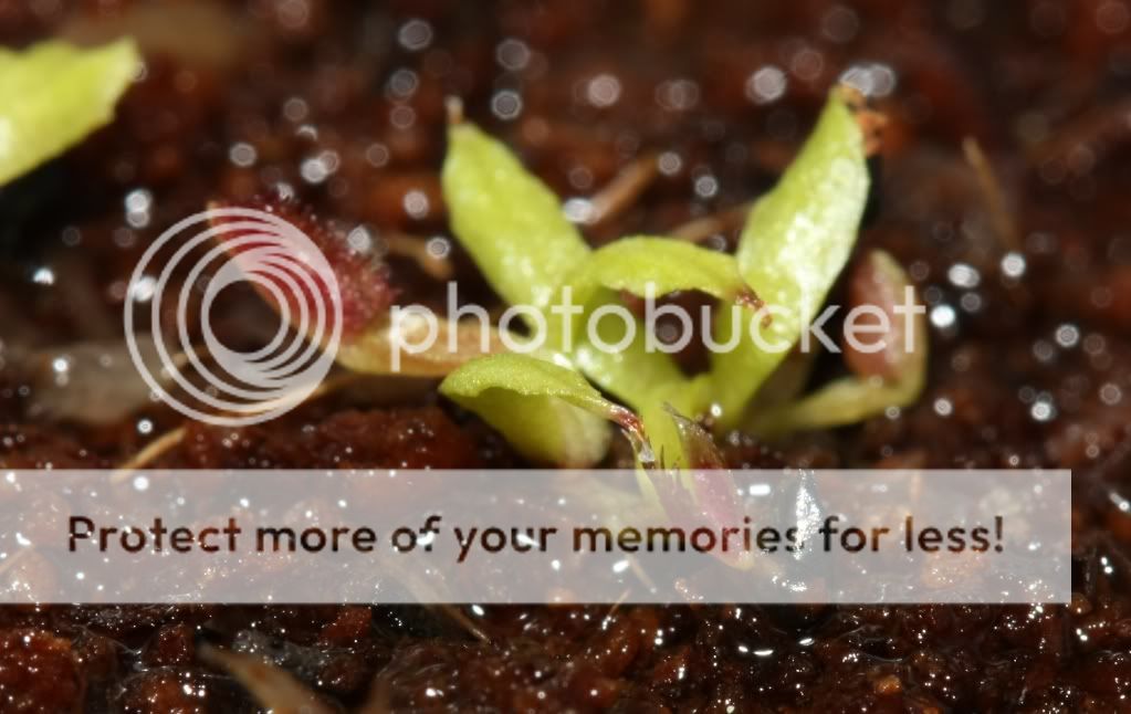 Seedlings' first little traps! - FlyTrapCare Forums